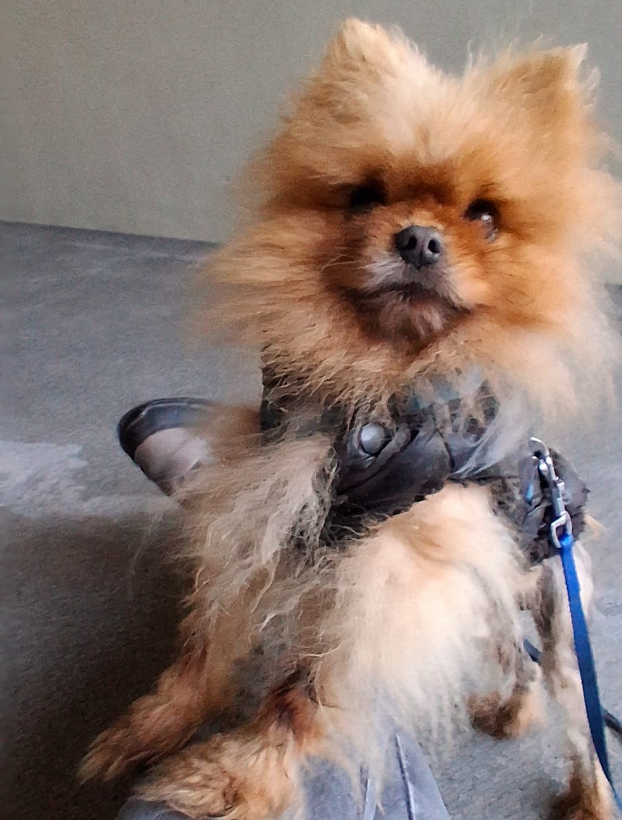 Coco - noch etwas zurückhaltend - Tierschutzverein TERRA MATER e.V.