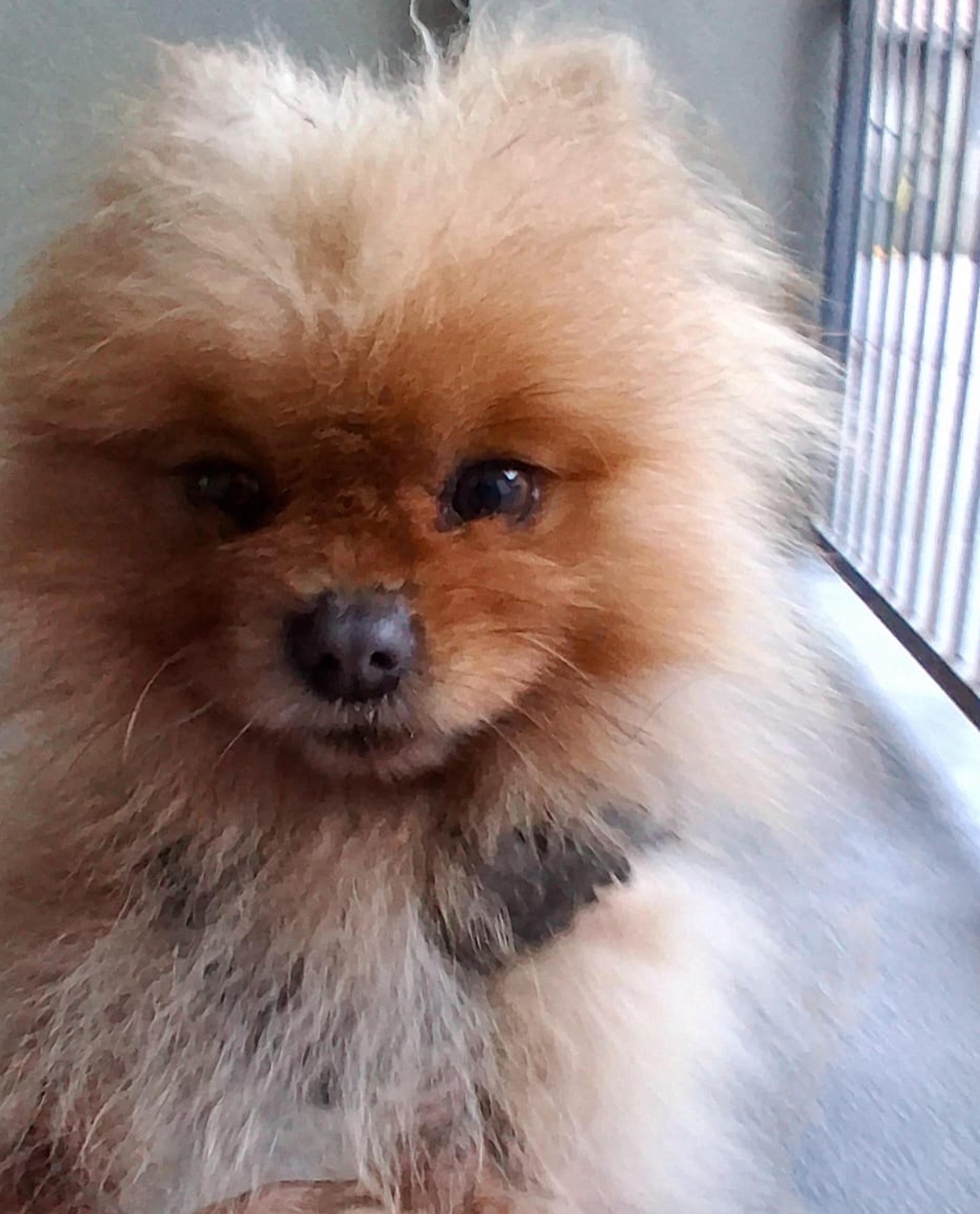 Coco - noch etwas zurückhaltend - Tierschutzverein TERRA MATER e.V.