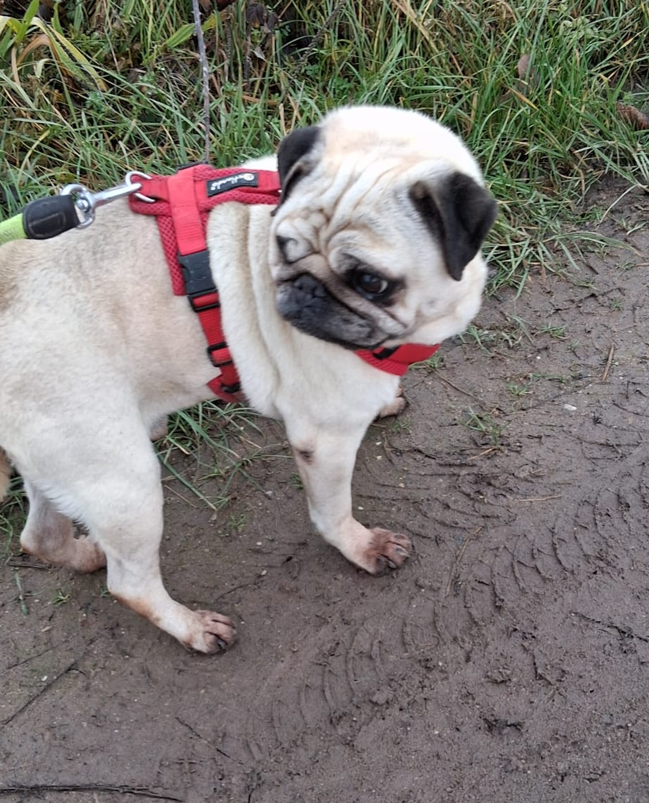Jacko - freut sich über Zuwendung - Tierschutzverein TERRA MATER e.V.